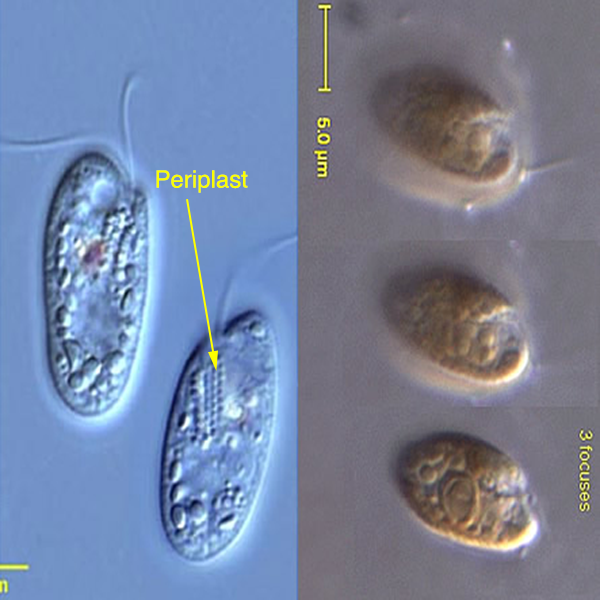 Biology of Unicellular Eukaryotes